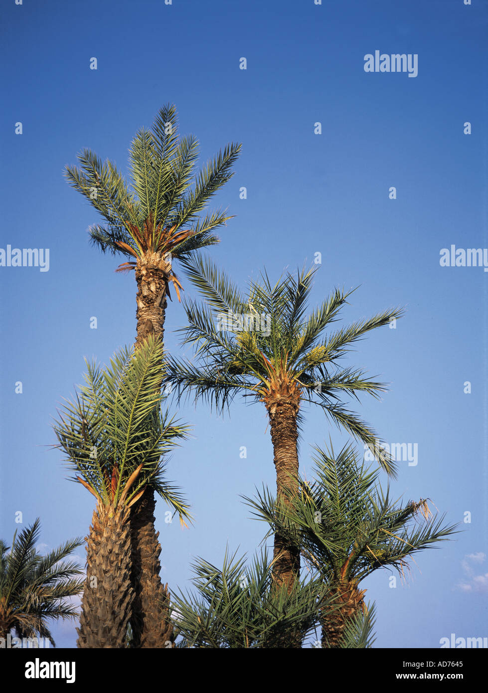 Palm grove marrakech hi-res stock photography and images - Alamy