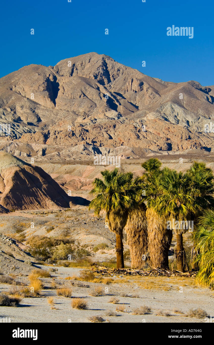 Desert Fan Palm trees Washingtonia filifera below mountains 17 Palms ...