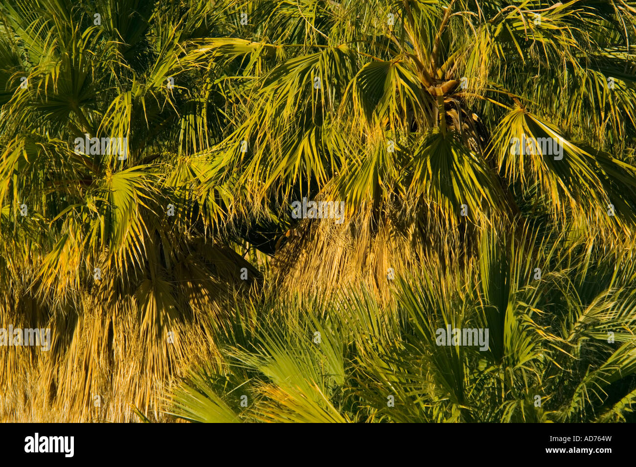 Desert Fan Palm trees Washingtonia filifera at 17 Palms Oasis Anza ...