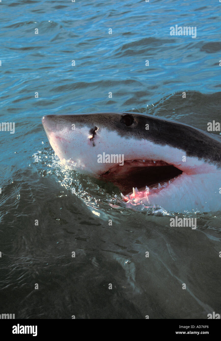 Ferocious vertical hi-res stock photography and images - Alamy