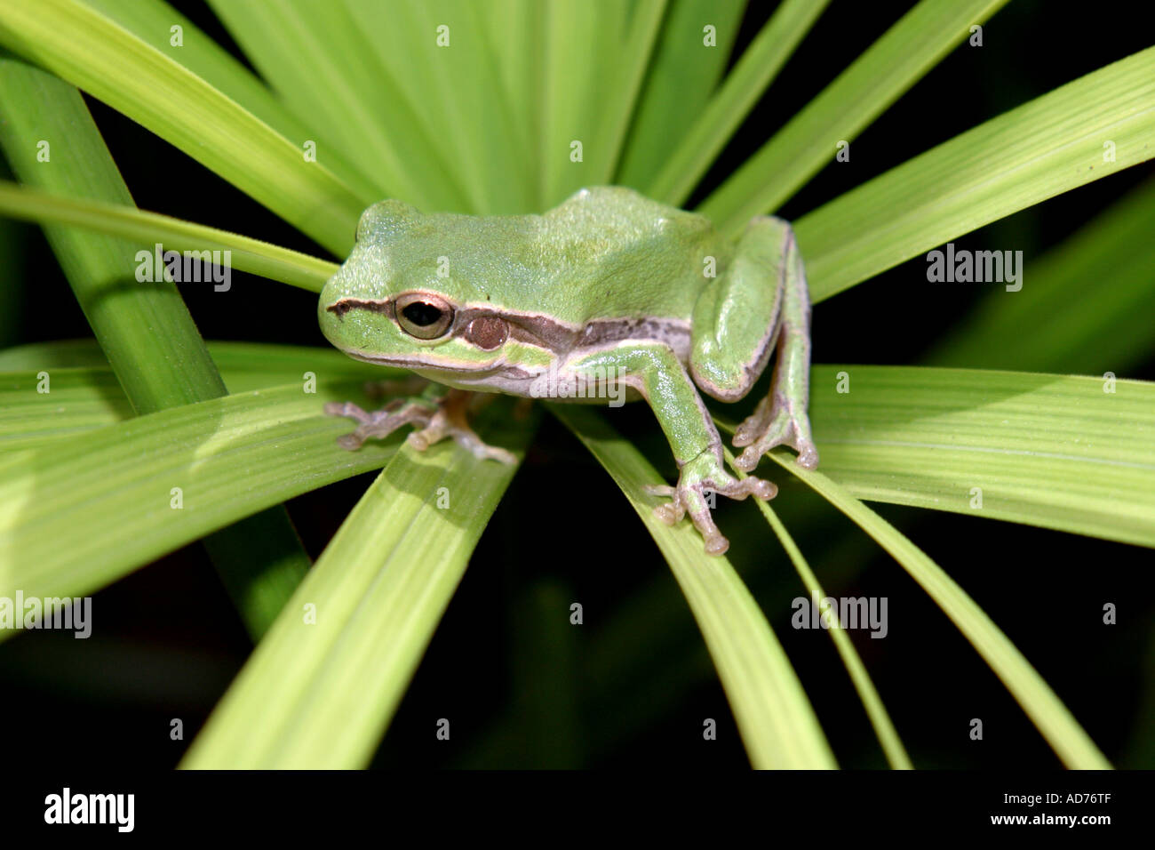 Frog standing hi-res stock photography and images - Alamy