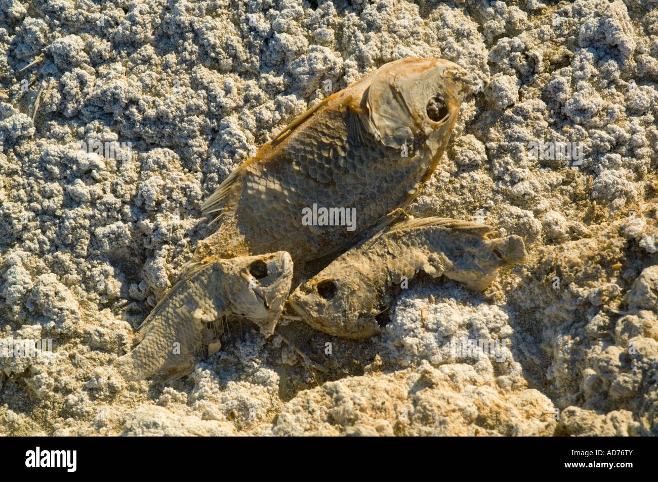 Family of dead fish lay along the shoreline of the Salton Sea Imperial ...
