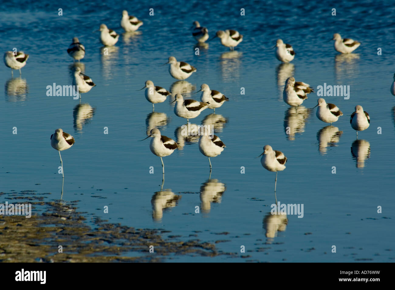 American Avocet Recurvirostra americana shorebirds along the shore of ...