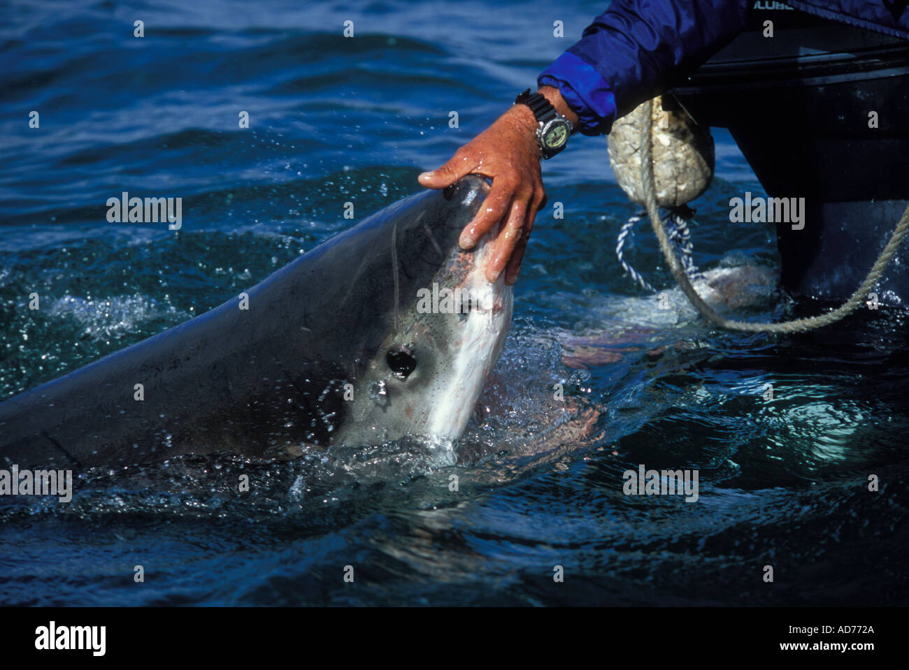 ANDRE HARTMAN PLACES HIS HAND ON THE SNOUT OF A GREAT WHITE SHARK ...