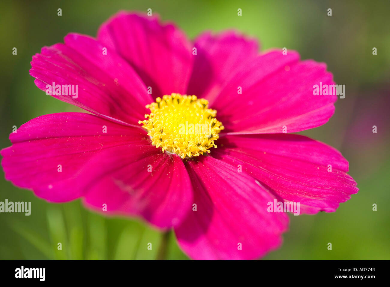 Vibrant Pink Cosmos Stock Photo - Alamy