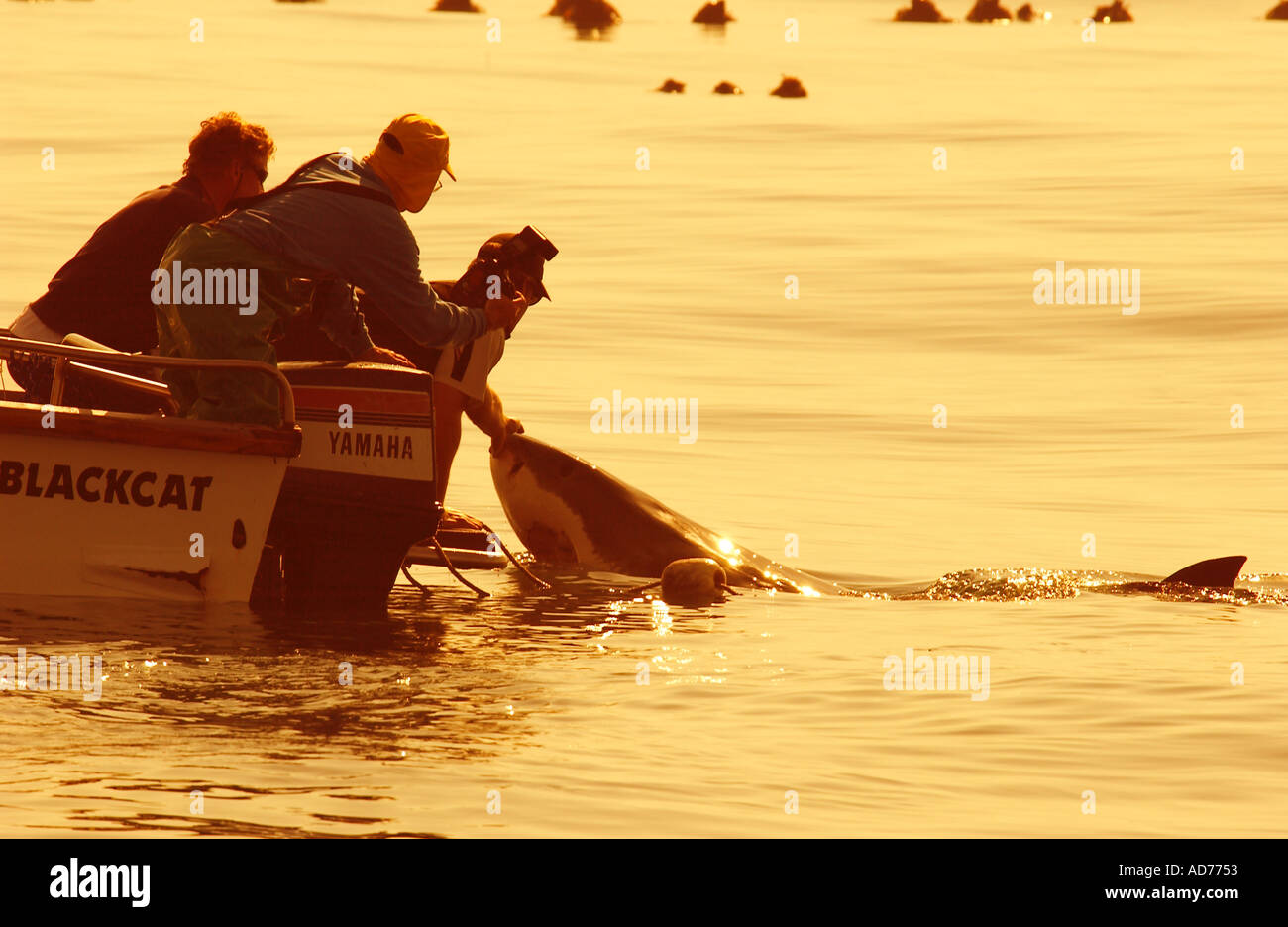 THE DAY ENDS AS ANDRE HARTMAN TOUCHES THE SNOUT OF A GREAT WHITE SHARK ...