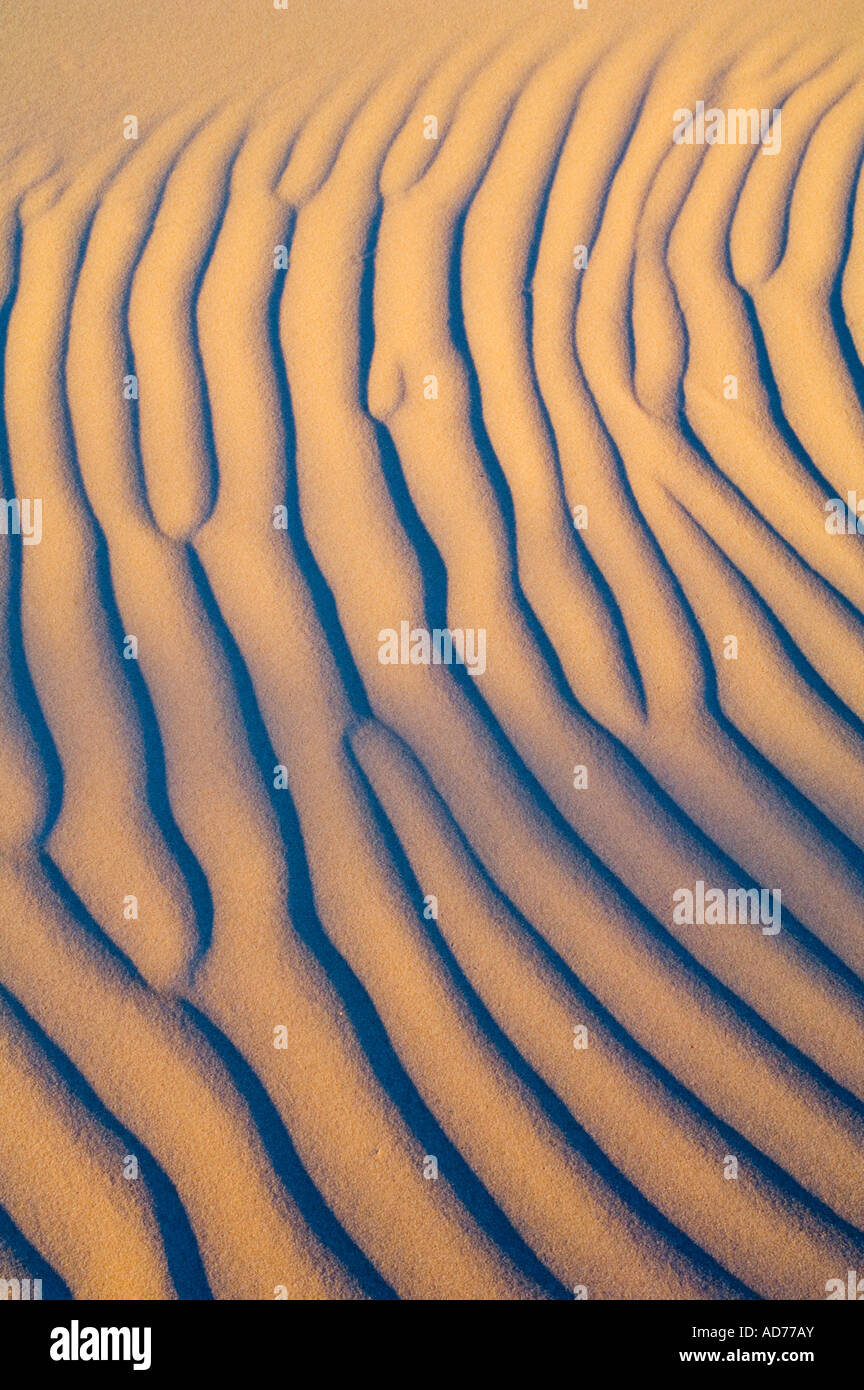 Wind blown patterns in sand dunes at sunrise North Algodones Dunes ...