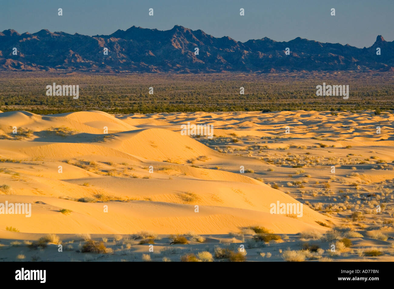 Sand dunes in morning light North Algodones Dunes Wilderness Imperial ...