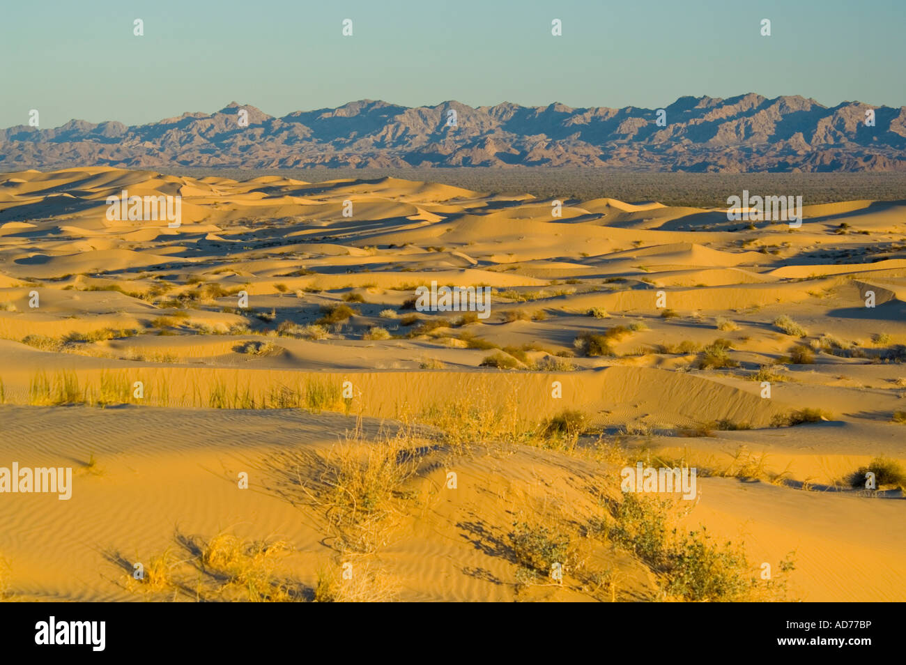 Sand dunes in morning light North Algodones Dunes Wilderness Imperial ...