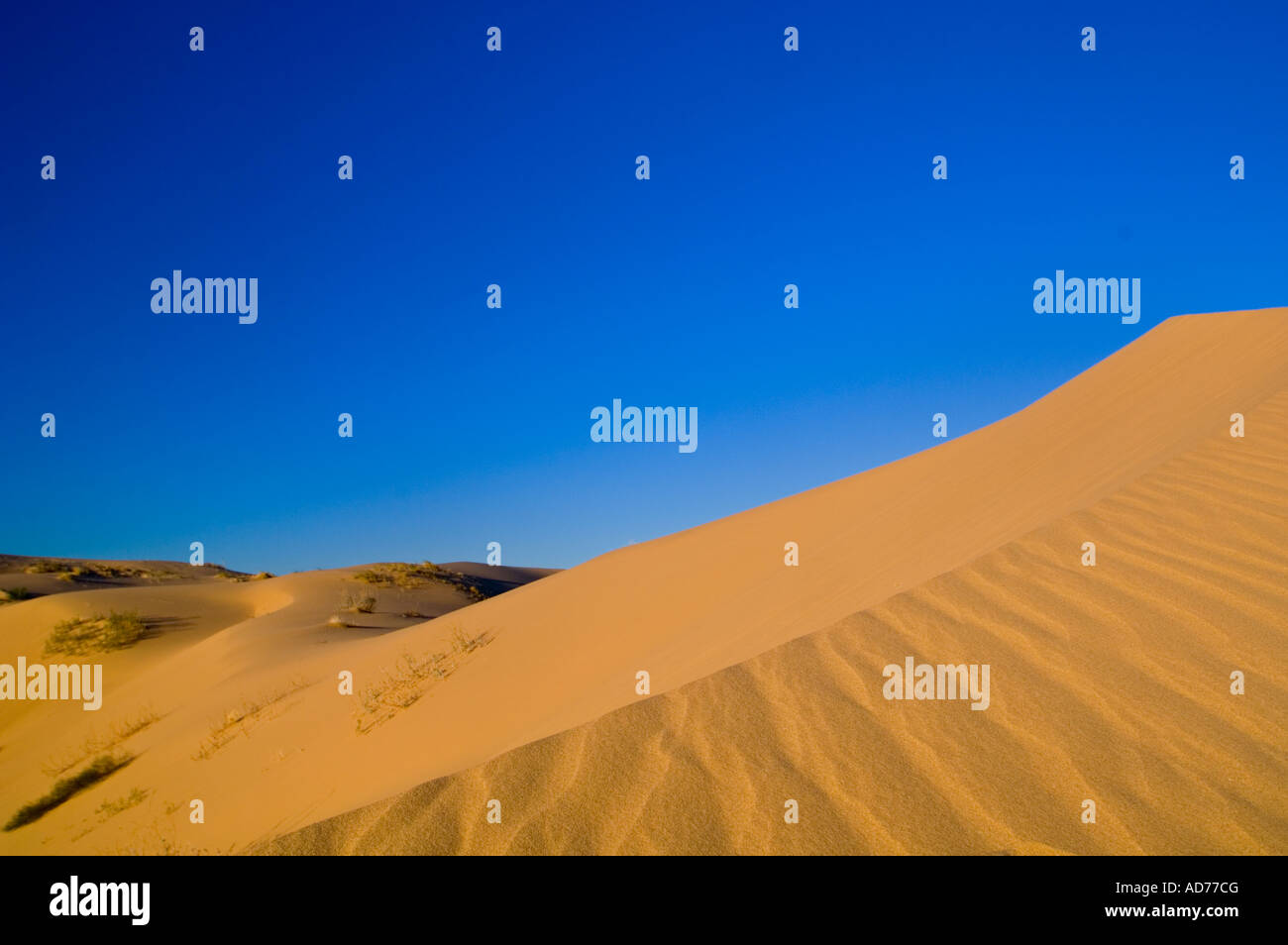 Sand dunes in morning light North Algodones Dunes Wilderness Imperial ...