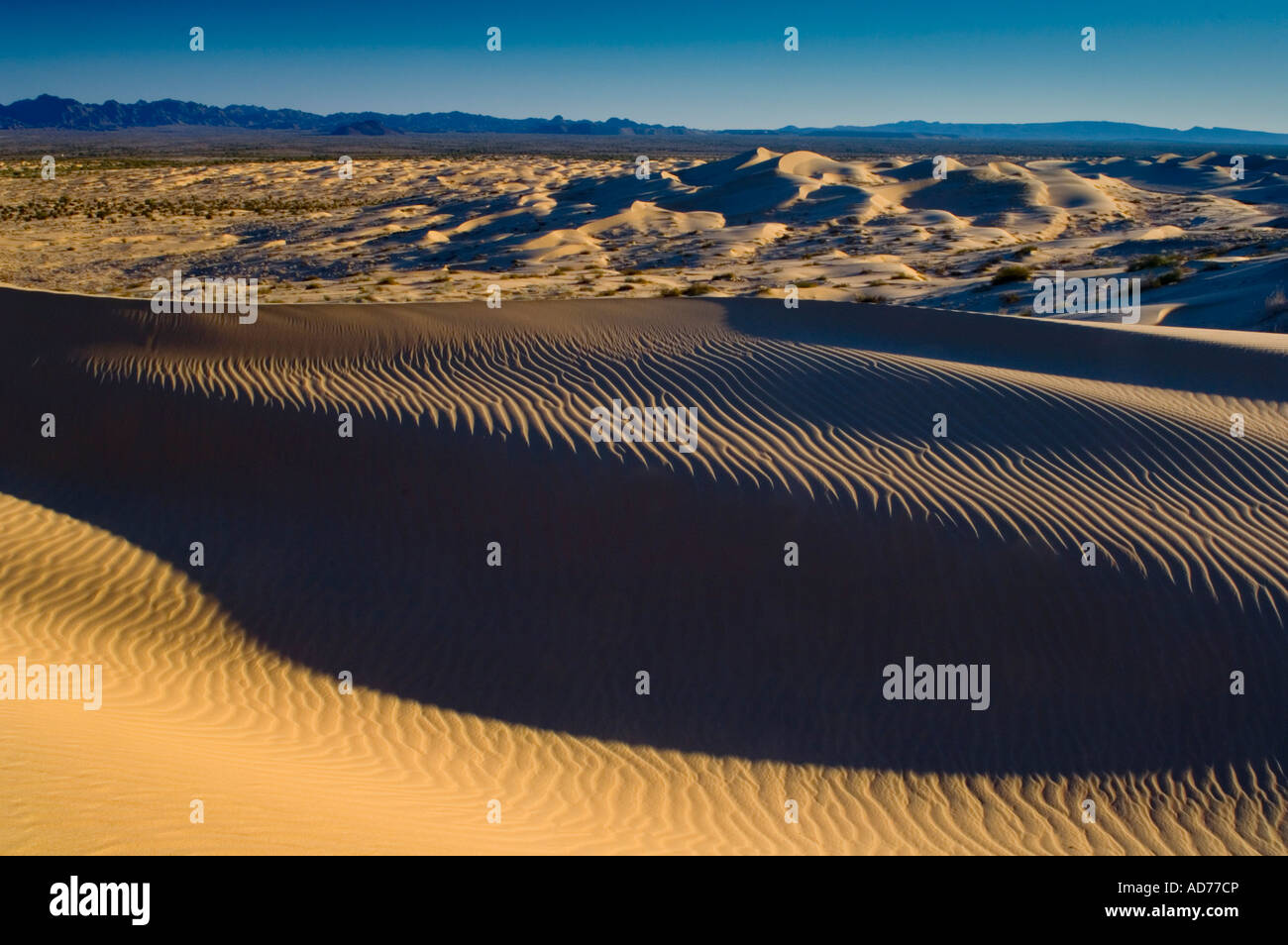Wind blown patterns in sand dunes in morning light North Algodones ...