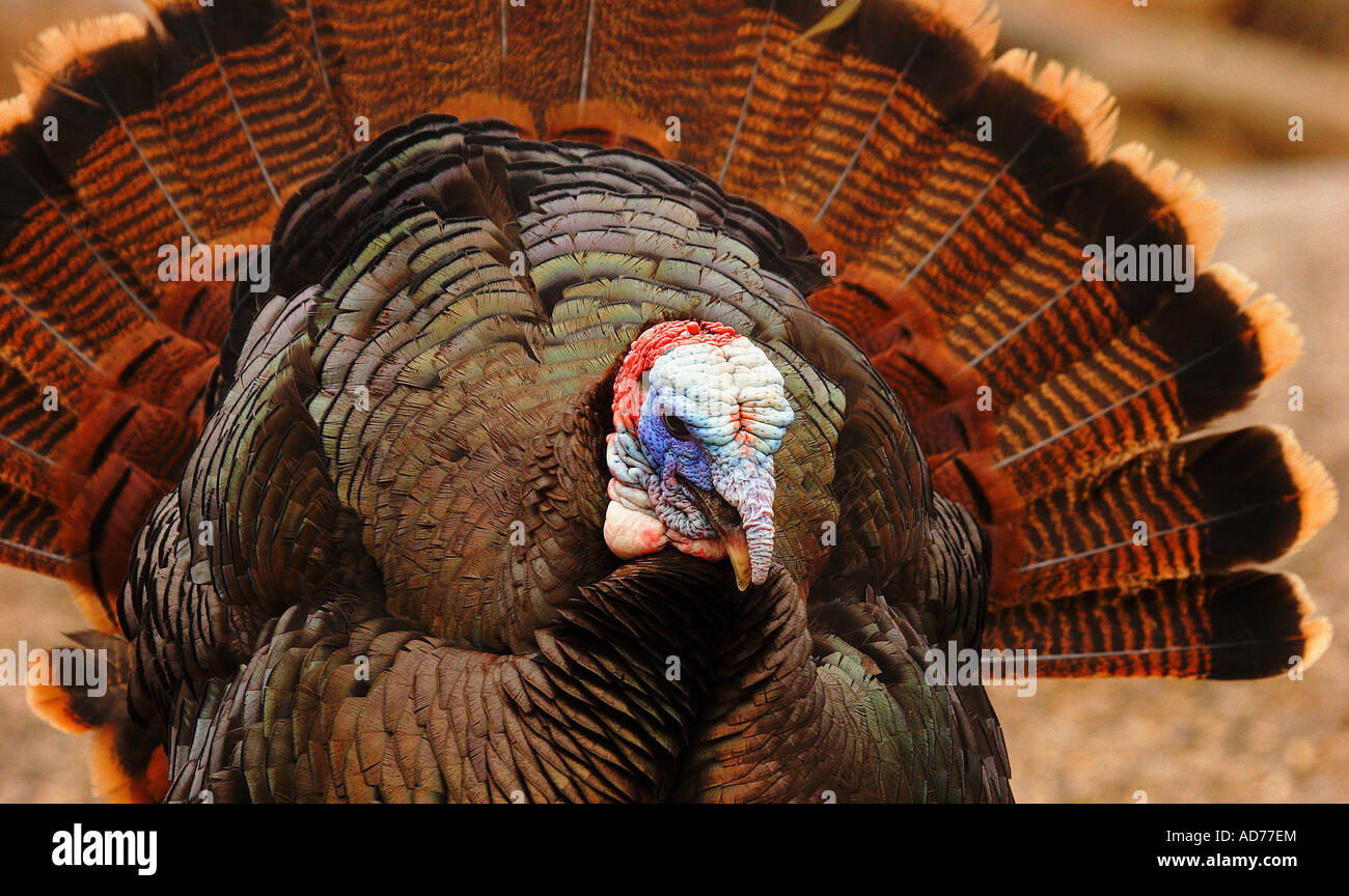Male wild turkey in full display Stock Photo - Alamy