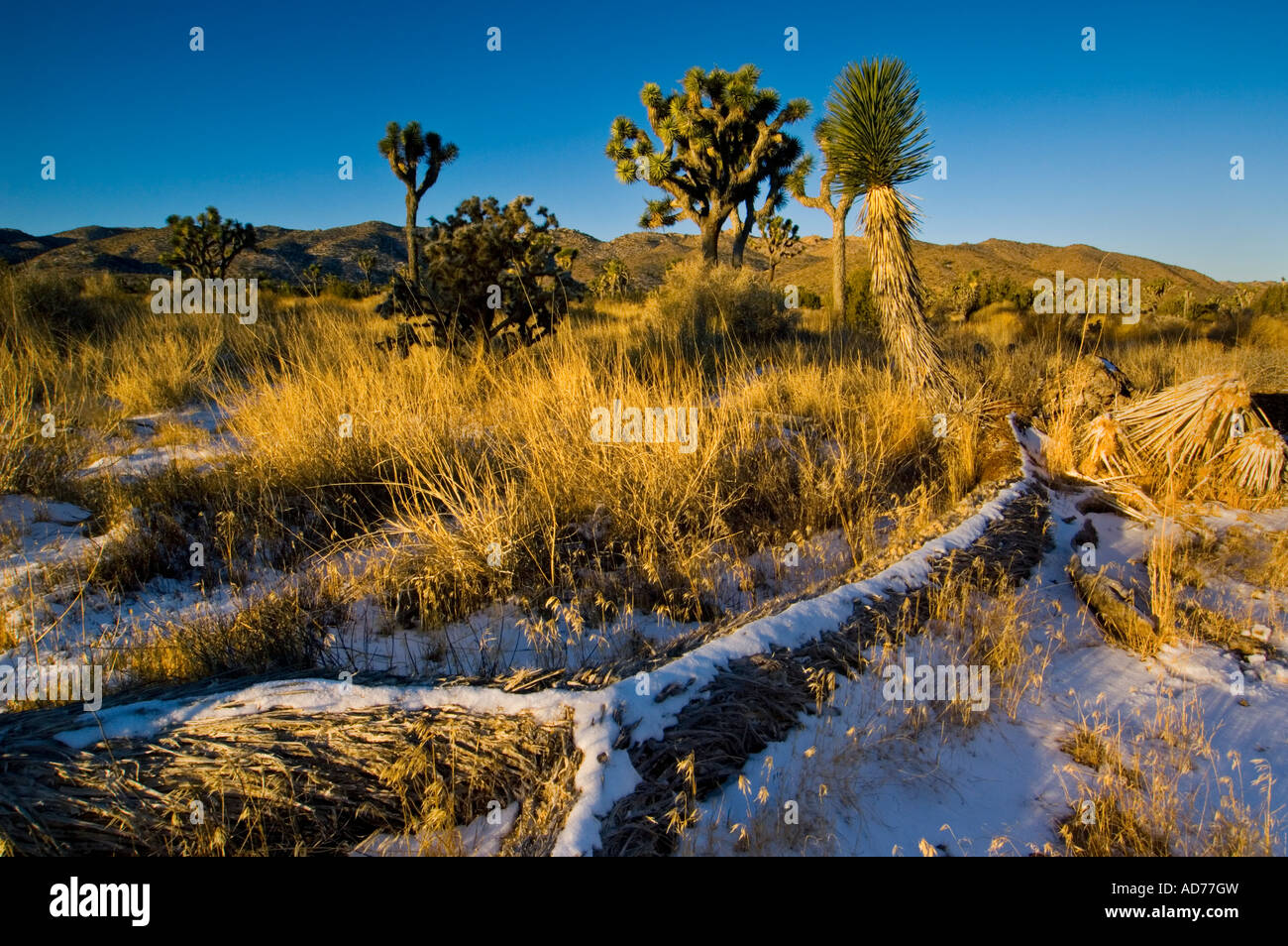 Rare winter desert snowfall on fallen Joshua Tree Joshua Tree National ...