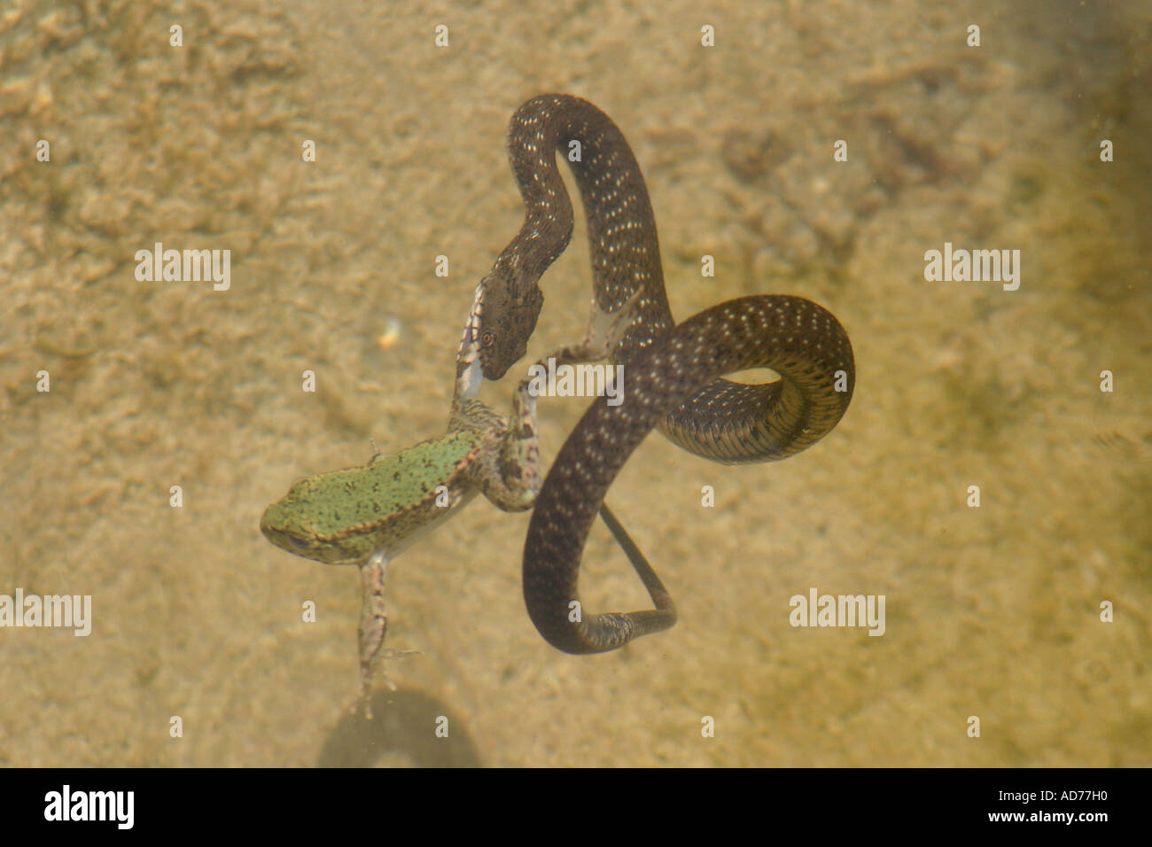 Frog catching food hi-res stock photography and images - Alamy