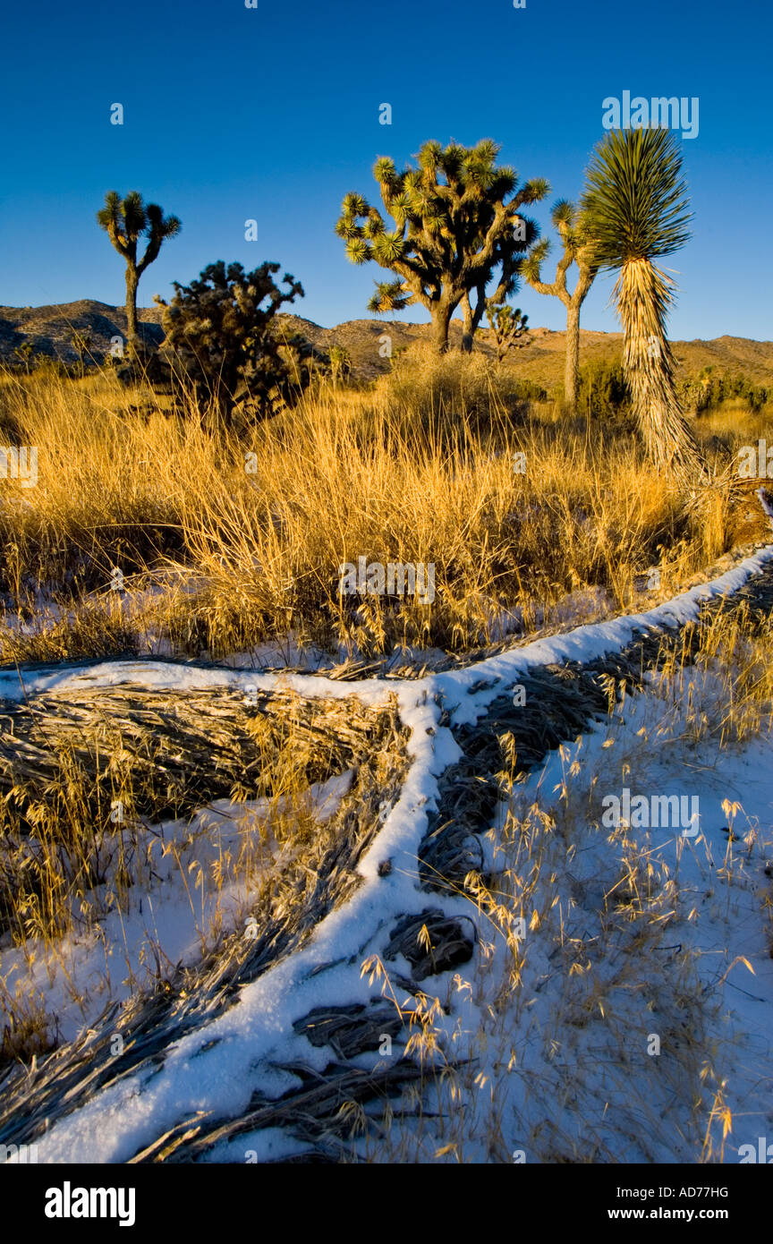 Rare winter desert snowfall on fallen Joshua Tree Joshua Tree National ...