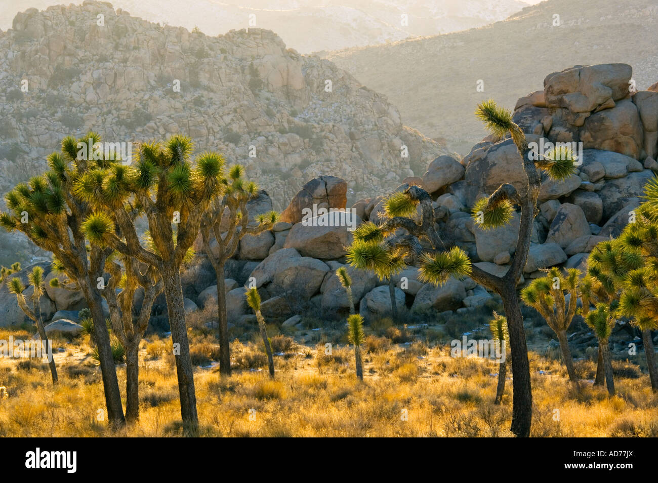 Sunlit Joshua Trees and boulder rock outcrop near Quail Springs Joshua ...