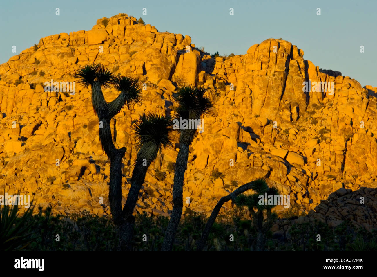 Sunset light on boulder rock outcrop and Joshua tree near Quail Springs ...