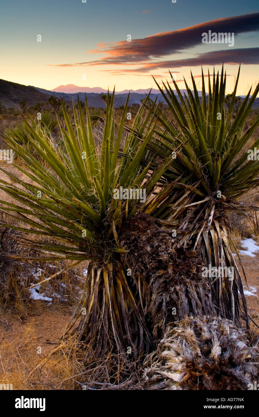Mojave Yucca plant Yucca schidigera at sunset near Quail Springs Joshua ...