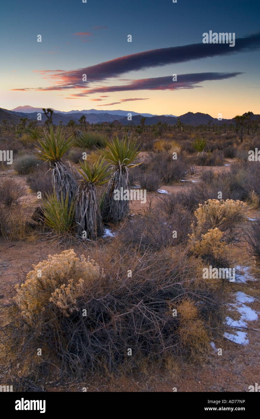 Evening light over desert flora near Quail Springs Joshua Tree National ...