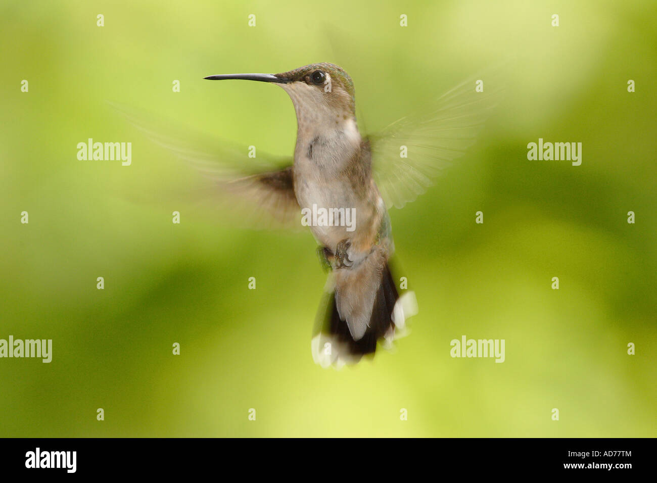 Female Ruby Throated Hummingbird Stock Photo - Alamy