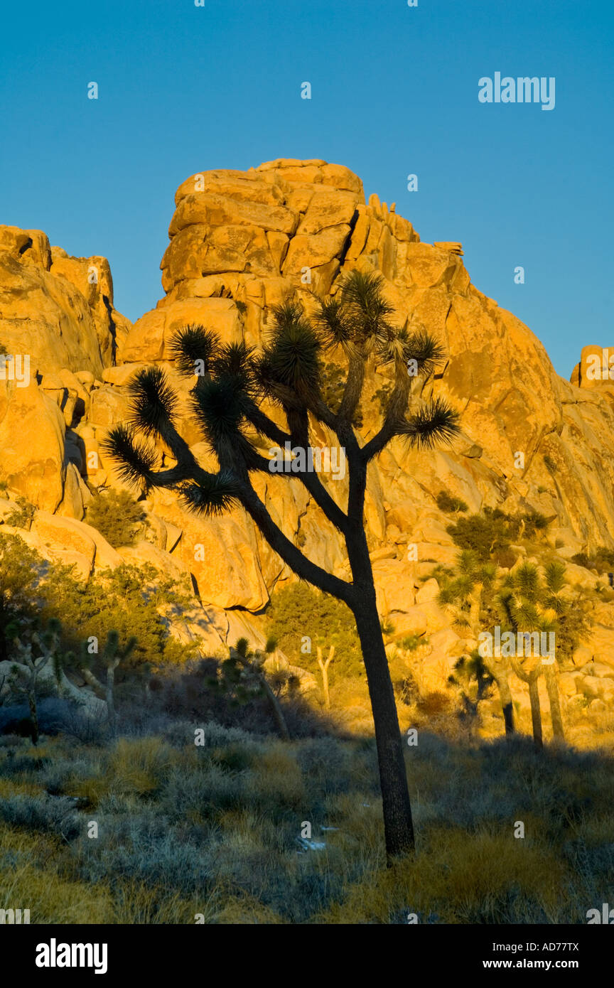 Joshua Tree and boulder rock outcrop at sunrise Hidden Valleys Joshua ...