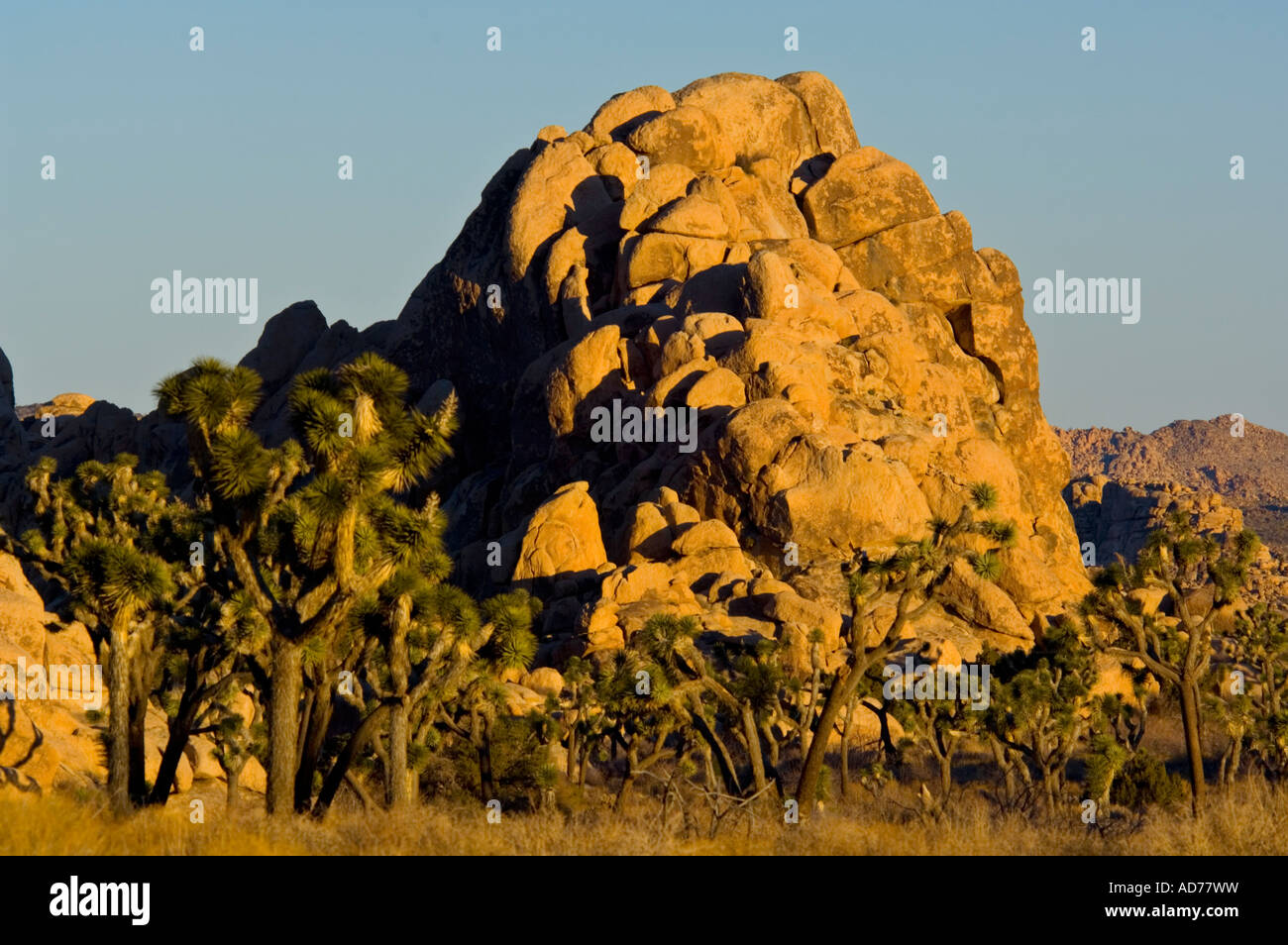 Joshua Tree and boulder rock outcrop at sunrise Hidden Valley Joshua ...