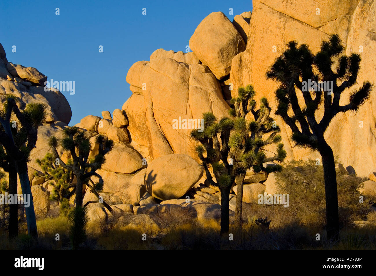 Joshua trees near sunset hi-res stock photography and images - Alamy