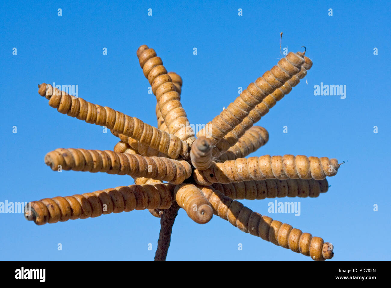 Screwbean mesquite hi-res stock photography and images - Alamy