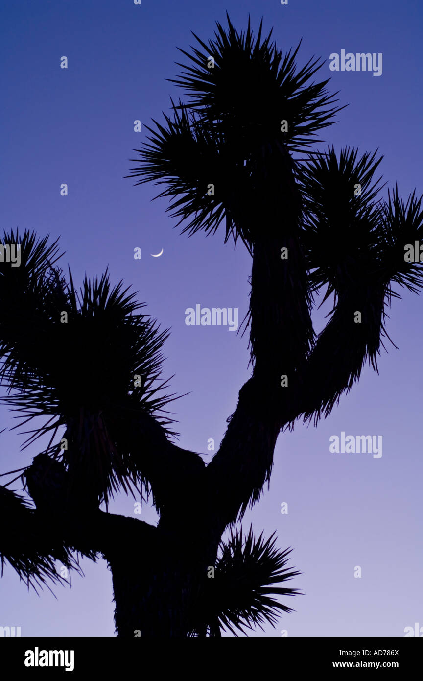 Crescent moon in evening light over Joshua Tree Joshua Tree National ...