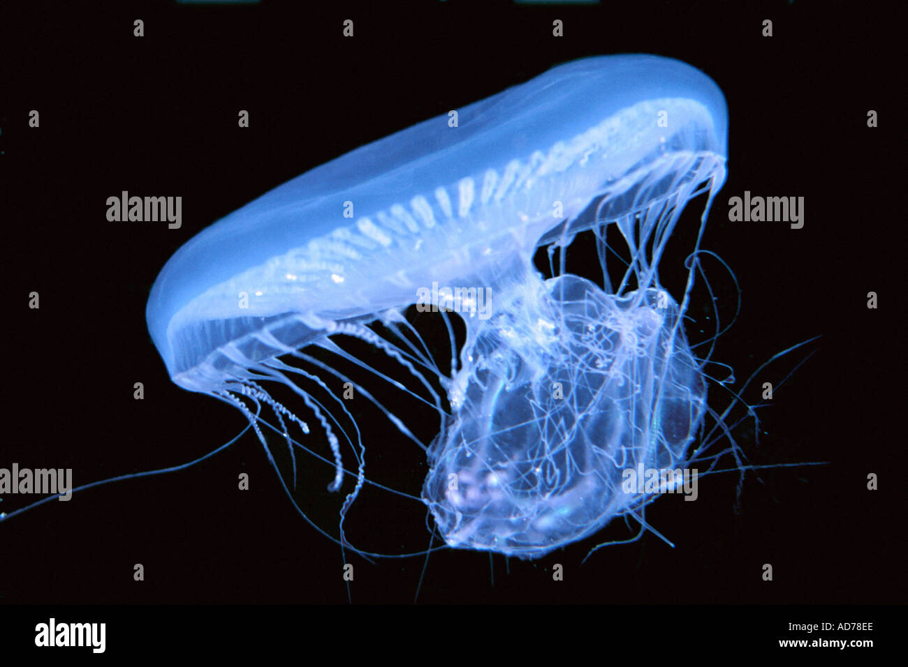 Aequorea High Resolution Stock Photography and Images - Alamy