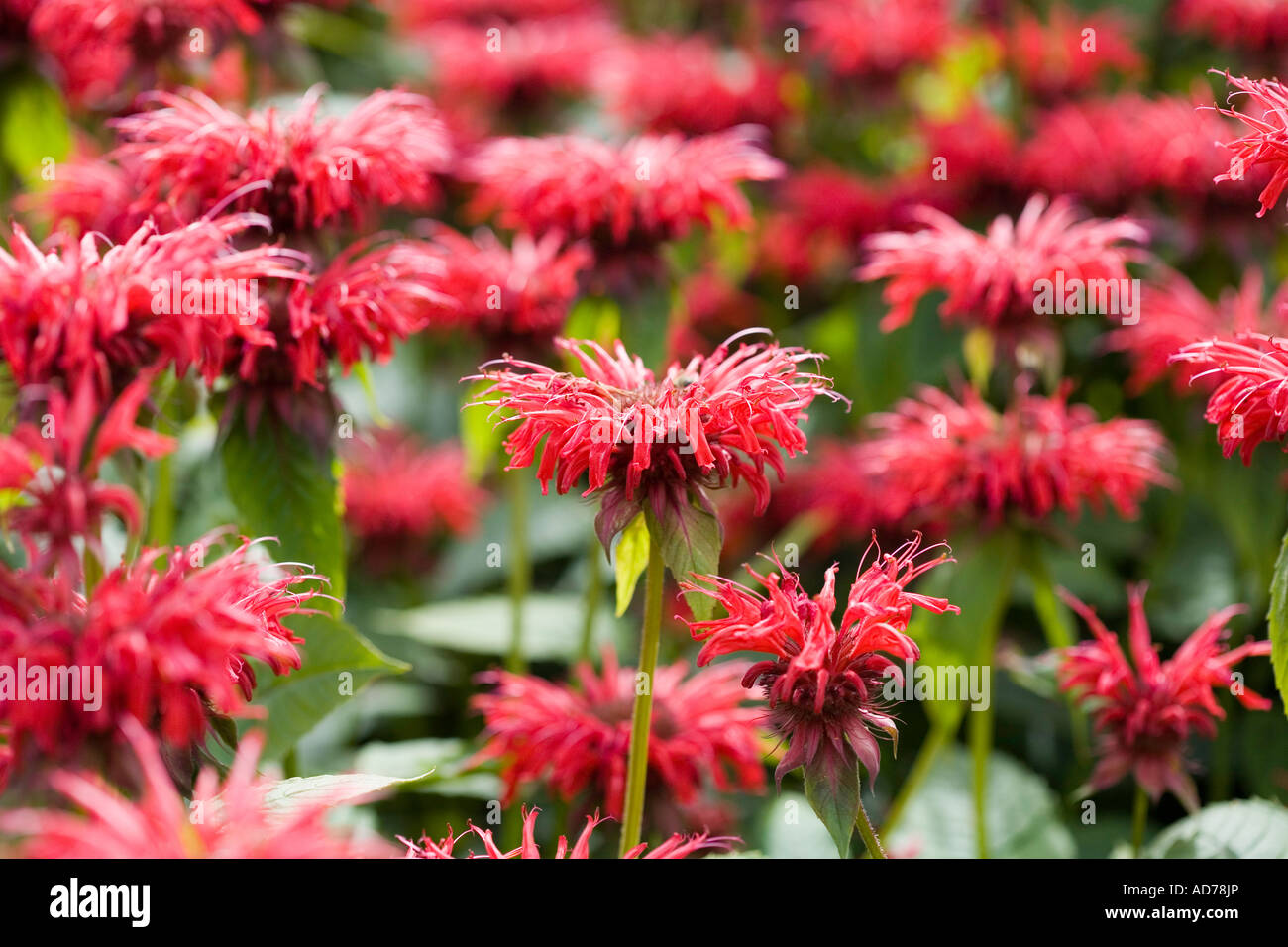 Scarlet flowers hi-res stock photography and images - Alamy