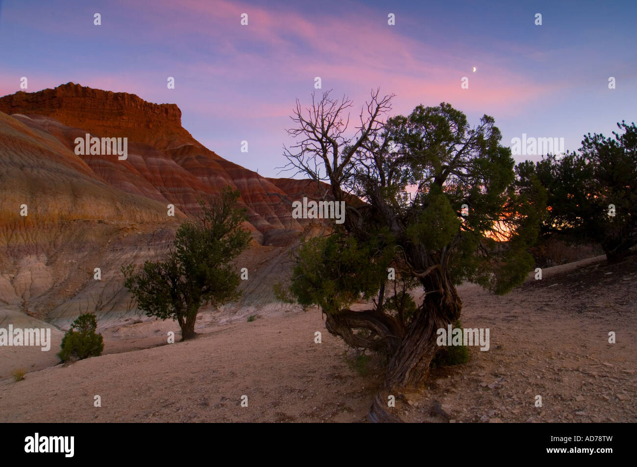 Evening light over Juniper Pines and butte along the Cockscomb Grand ...