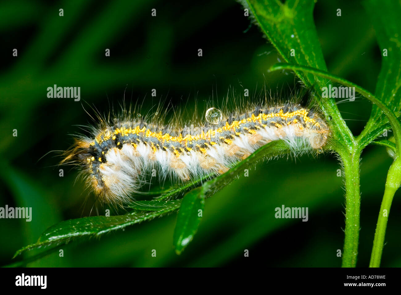 Caterpillar from a philudoria potatoria Stock Photo - Alamy
