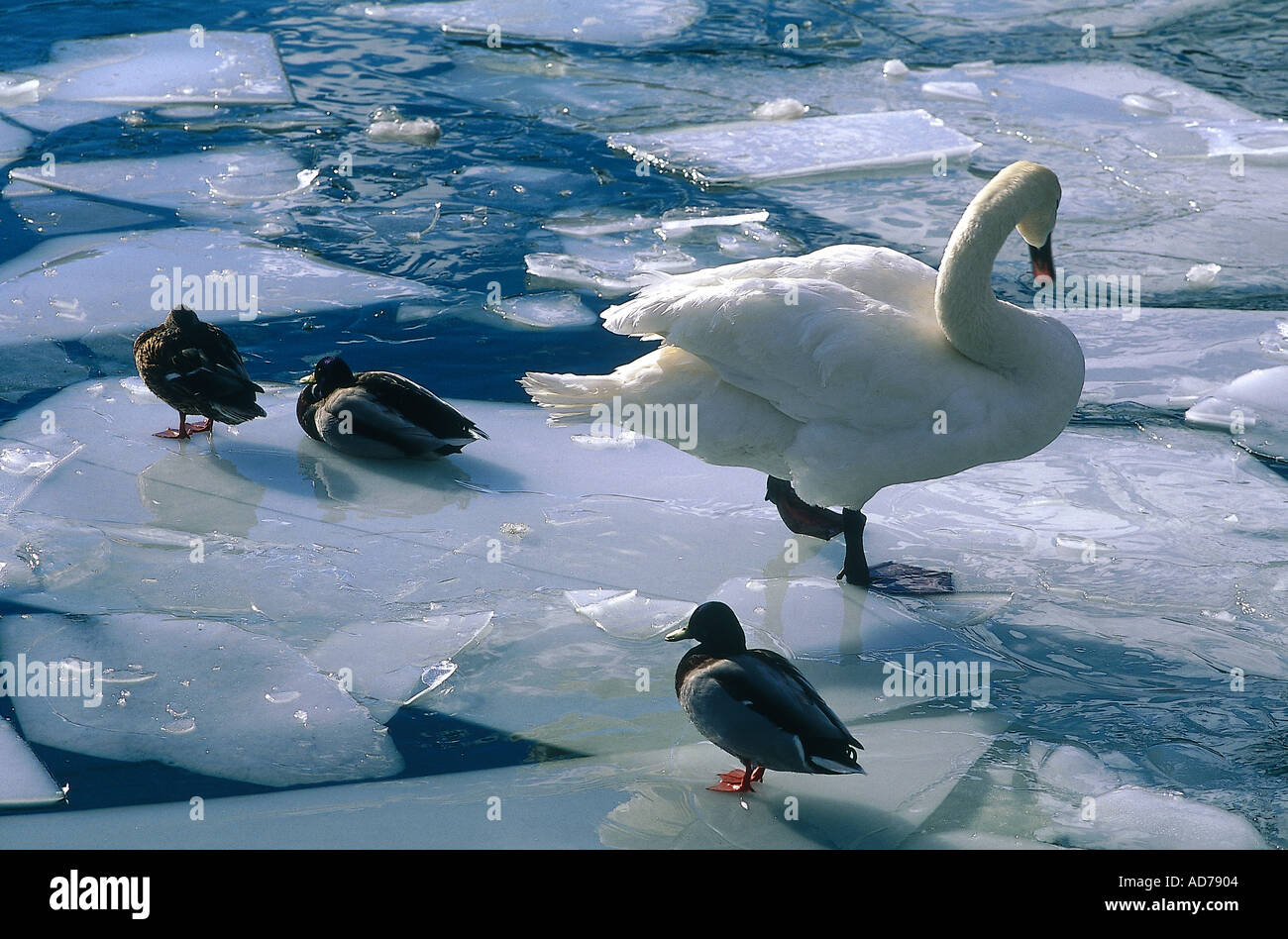 Stockholm swans hi-res stock photography and images - Alamy