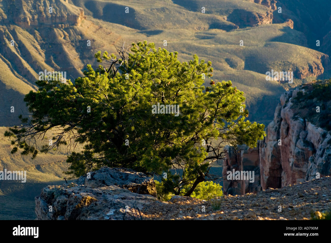Sunset light on Pinyon pine tree along the North Rim at Point Sublime ...