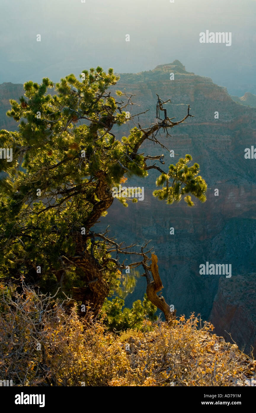 Sunset light on Pinyon pine Pinus edulis tree along the North Rim at ...
