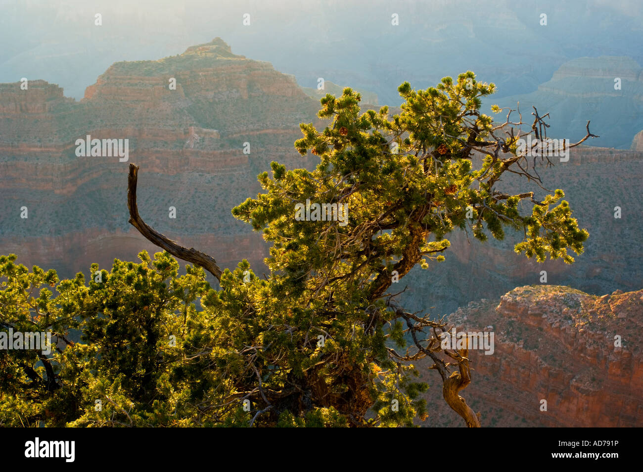 Sunset light on Pinyon pine Pinus edulis tree along the North Rim at ...