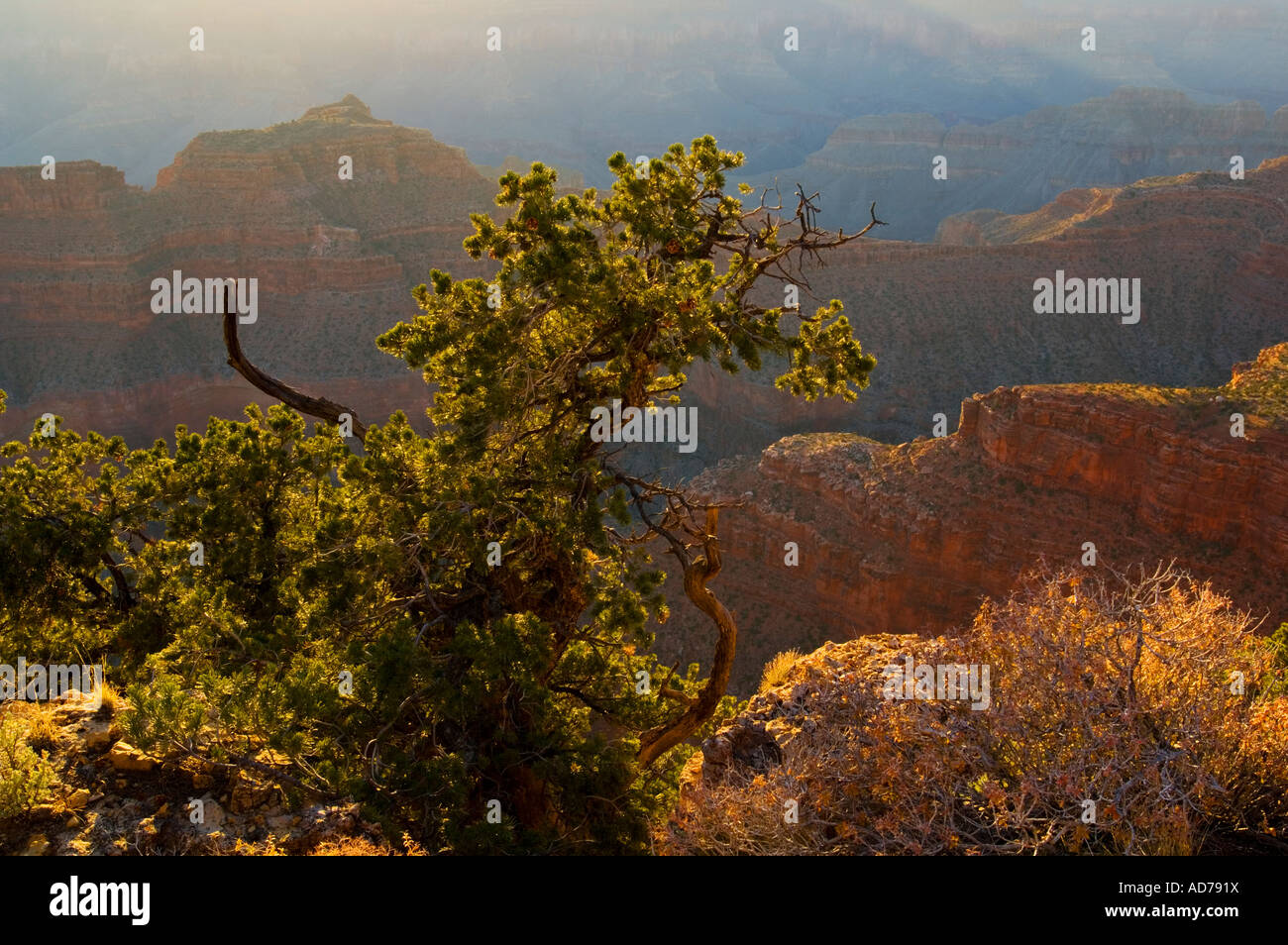 Sunset light on Pinyon pine Pinus edulis tree along the North Rim at ...