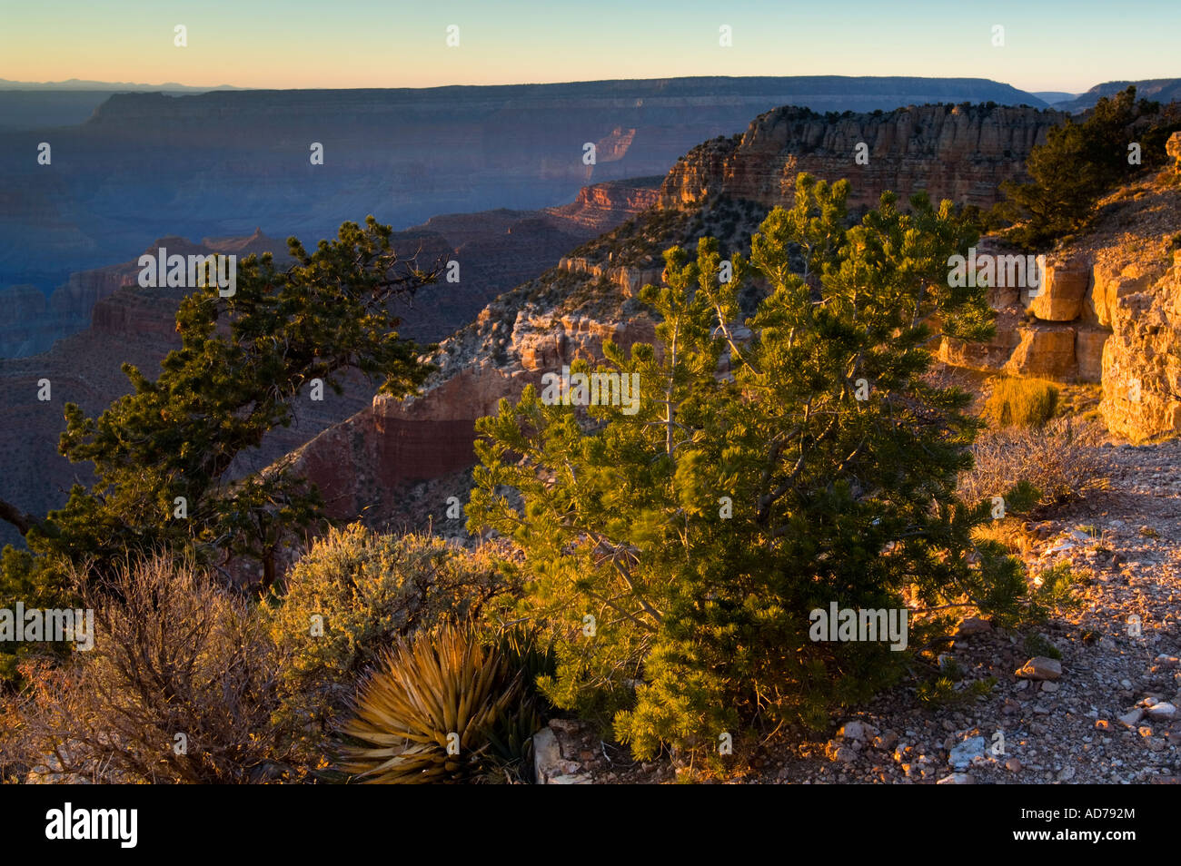 Sunset light on pine tree along the North Rim at Point Sublime Grand ...