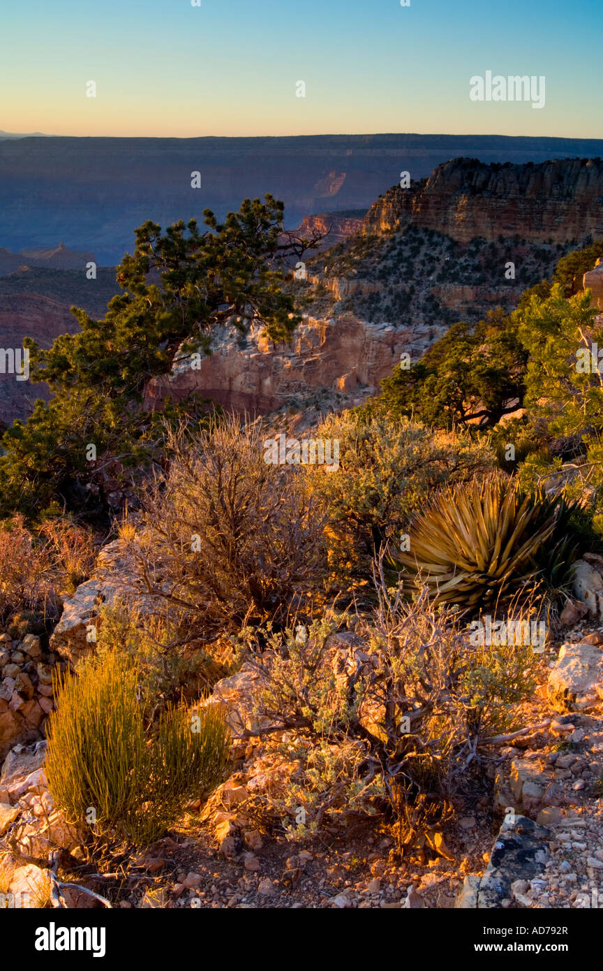 Sunset light on pine tree along the North Rim at Point Sublime Grand ...