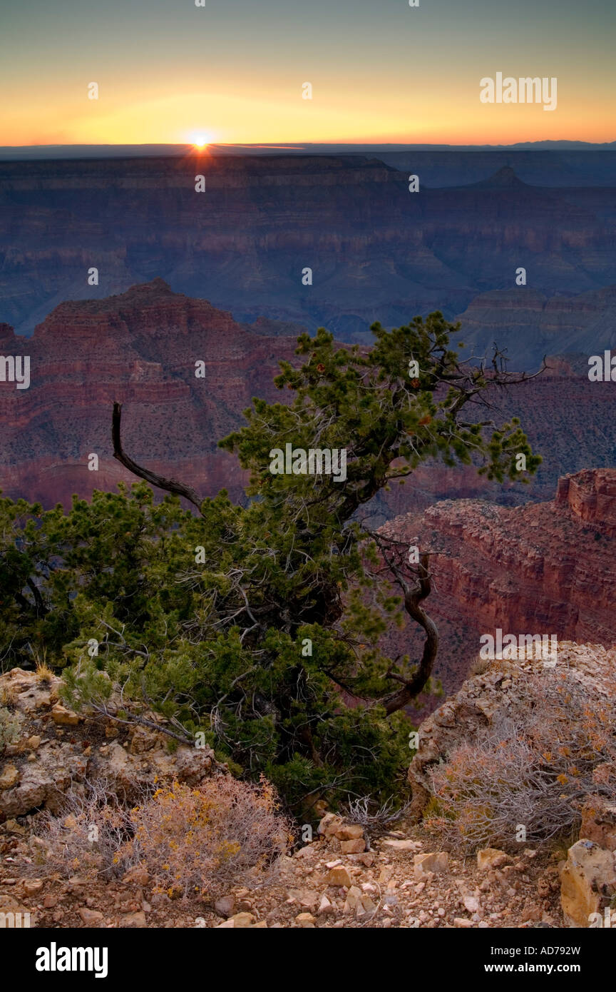 Sunset light on pine tree along the North Rim at Point Sublime Grand ...