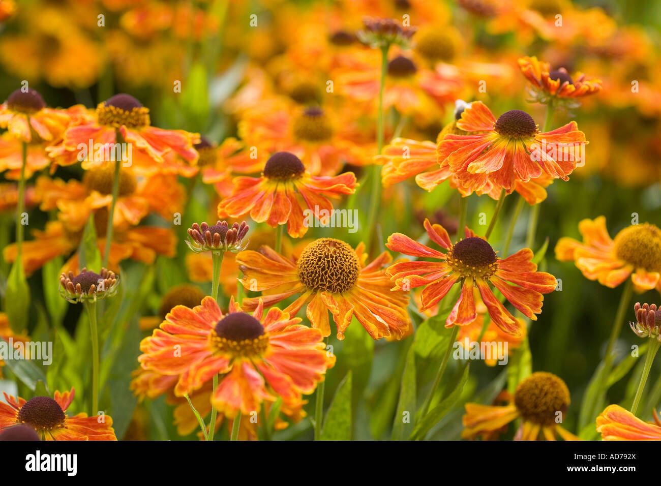 Waldtraut hi-res stock photography and images - Alamy