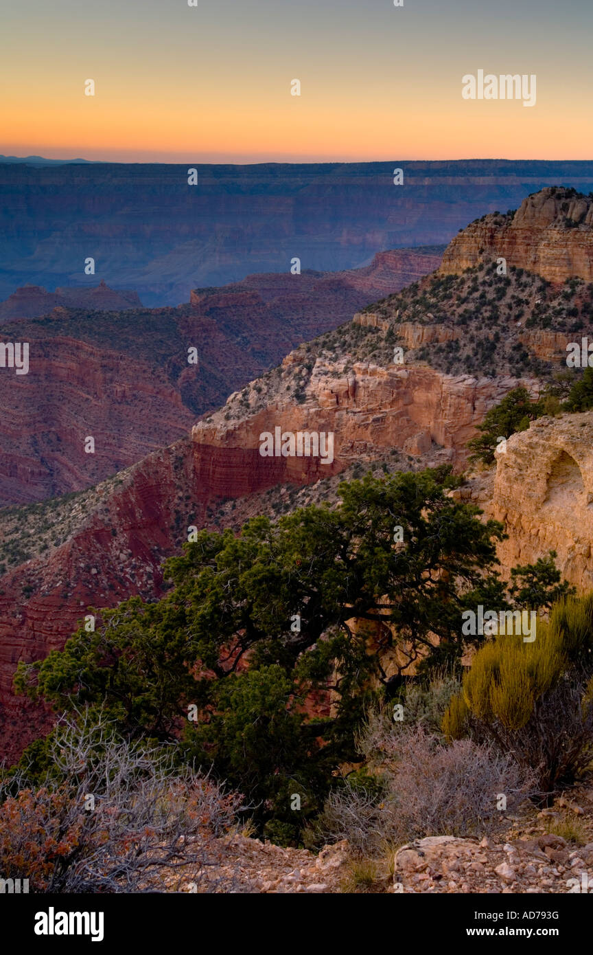 Sunset light on pine tree along the North Rim at Point Sublime Grand ...