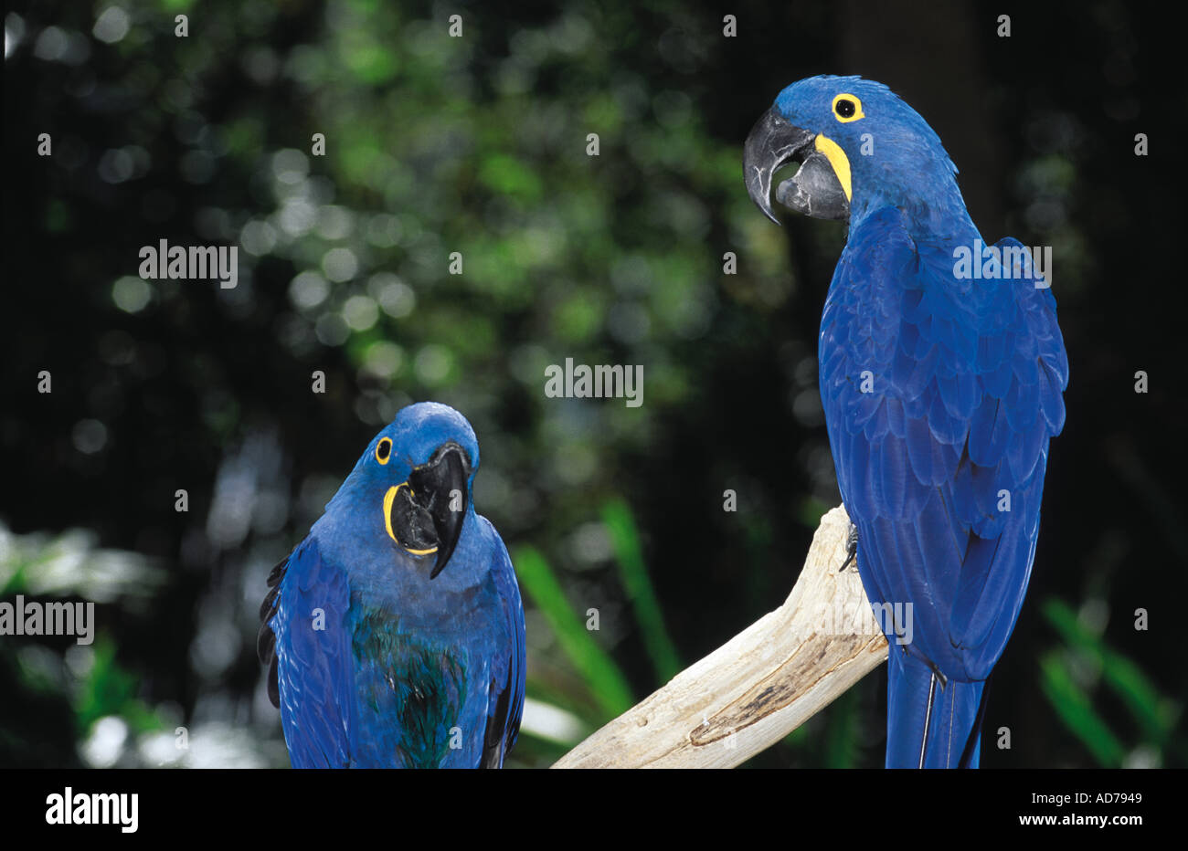 BRAZIL RECIFE TWO BLUE AMAZONIAN PARROTS Stock Photo - Alamy