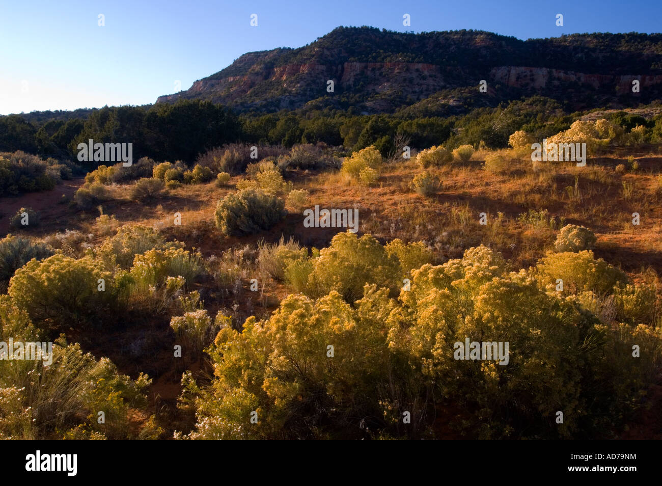 Rabbit brush flowers in bloom at sunset Coral Pink Sand Dunes State ...