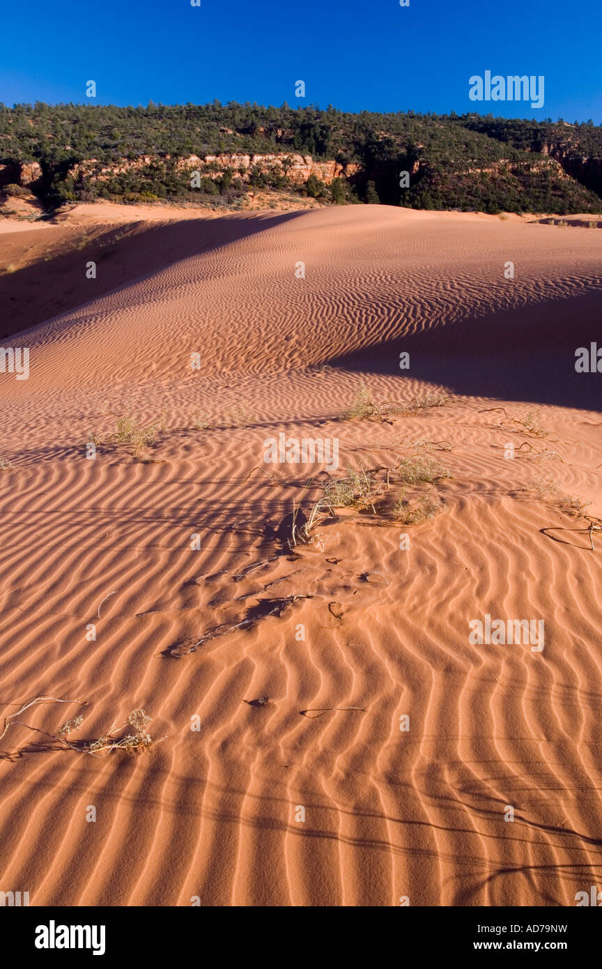 Wind patterns in sand at sunset Coral Pink Sand Dunes State Park near ...