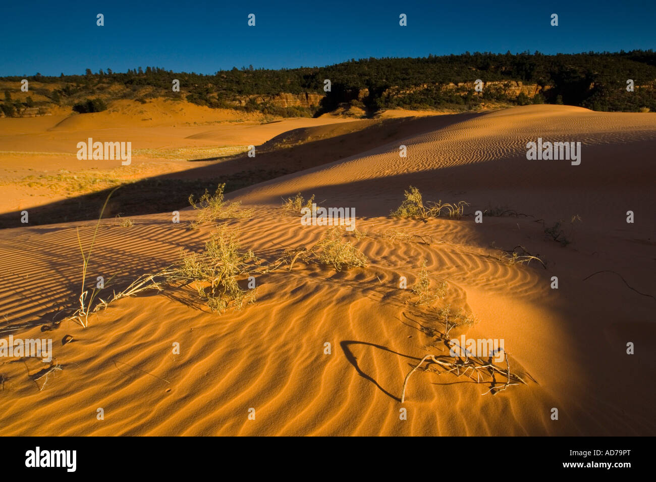 Wind patterns in sand at sunset Coral Pink Sand Dunes State Park near ...
