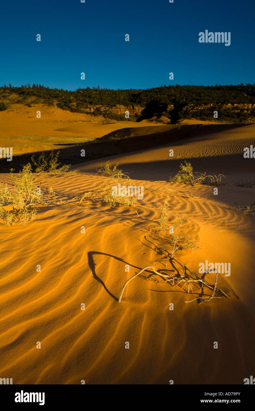 Wind patterns in sand at sunset Coral Pink Sand Dunes State Park near ...