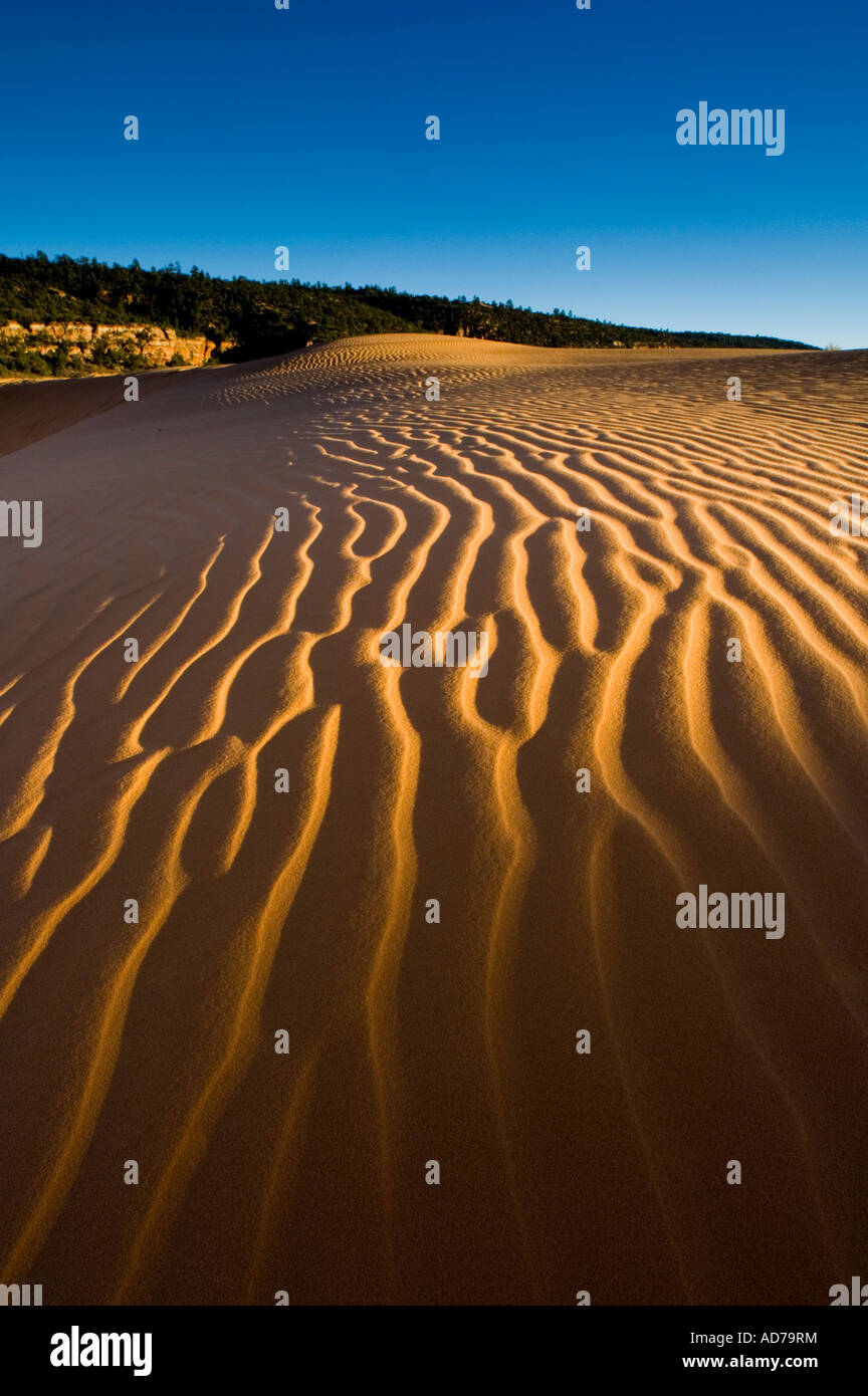 Wind patterns in sand at sunset Coral Pink Sand Dunes State Park near ...