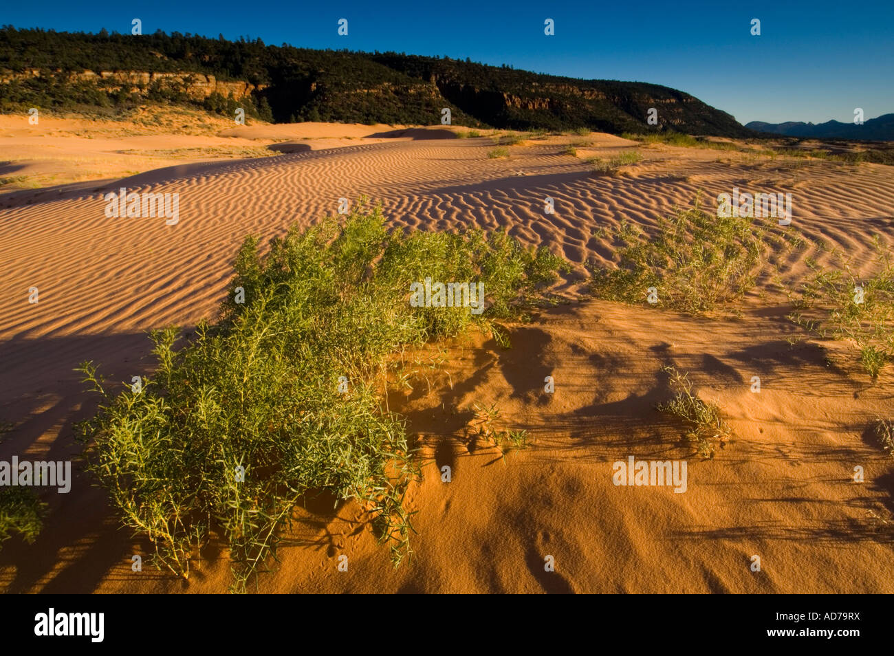 Wind patterns in sand at sunset Coral Pink Sand Dunes State Park near ...